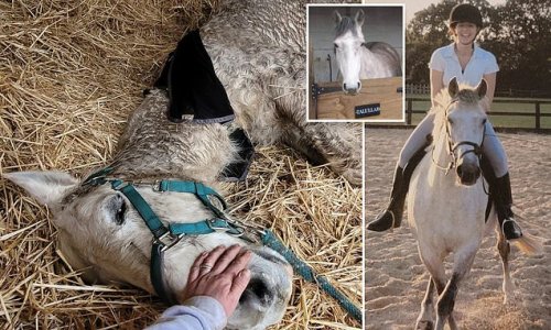 Rider is left 'heartbroken' as her beloved horse of 18 years is put ...