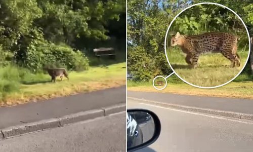 Is this the Beast of Blaenau? 'Petrified' driver spots big cat prowling ...