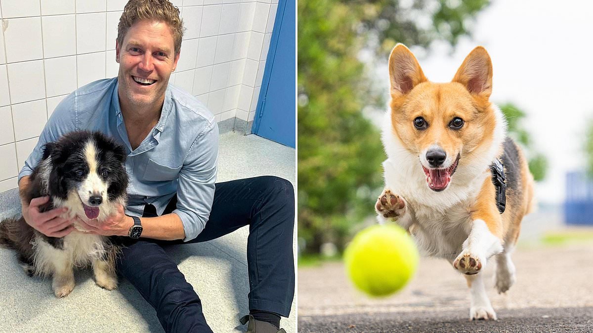 Dr Chris Brown warns dog owners to NEVER play fetch with tennis balls ...