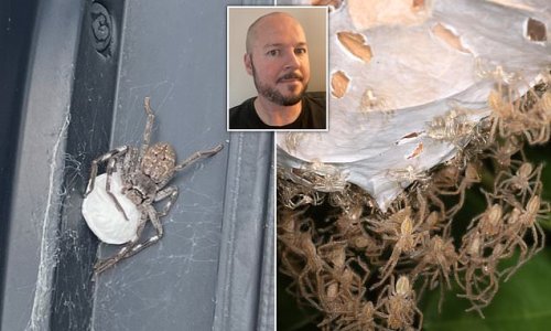 Man named Mr Splatt discovers terrifying huntsman and hundreds of its ...