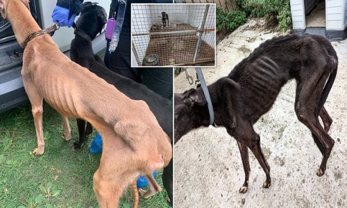 Shocking photos show extremely thin greyhounds starved by cruel trainer ...