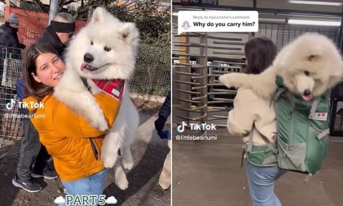 Made you woof! Woman who went viral for carrying her 52LB Samoyed dog ...