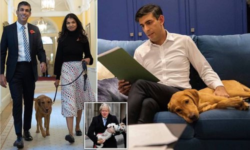 Meet the new First DOG! Rishi Sunak's fox red labrador retriever Nova ...