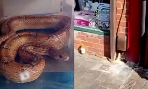 Snakes alive! Another slithering reptile is spotted in middle of busy ...