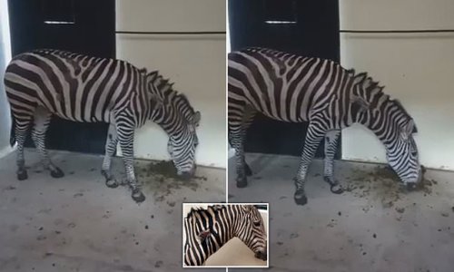 Outrage as 'starving' zebra is filmed 'eating its own feces' at Mexican ...
