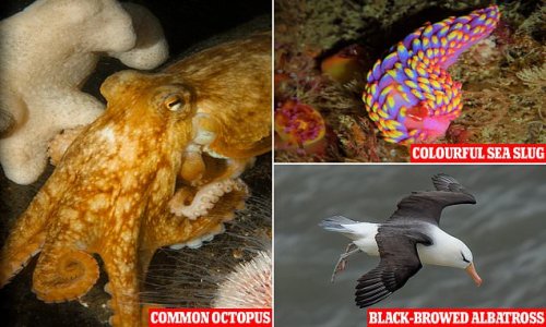 'World's loneliest albatross' named Albie and a rare multi-coloured sea ...