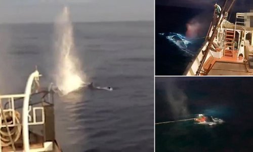 EXCLUSIVE - Agonising death of the gentle giant: Fin whale puts up two ...