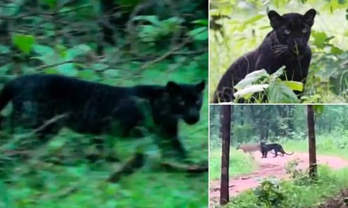 Extremely rare BLACK leopard dubbed 'Bagheera' with darkened fur around ...