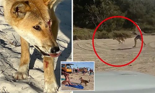 Ten-year-old boy is attacked by dingo and dragged under water | Flipboard