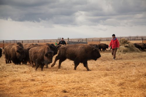 ‘The American Buffalo’ by Ken Burns welcomed in Montana, will premiere ...