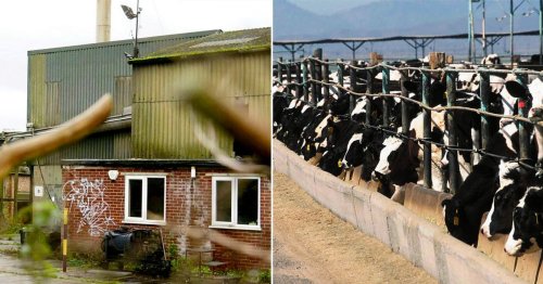 'Biohazard' factory riddled with Mad Cow Disease and chunks of dead ...