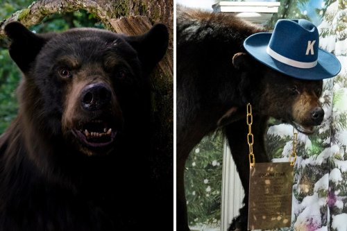 Is ‘Cocaine Bear’ Based on a True Story? Meet the Real-Life Black Bear ...