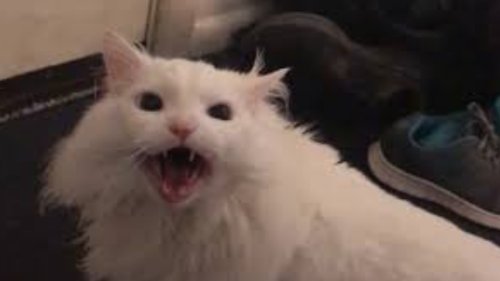 Thurston Waffles The Cat Died But His Legendary Vine Will Live On ...