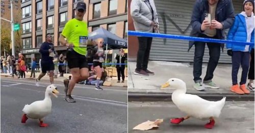 Watch: Wrinkle the duck runs at New York City marathon again ...