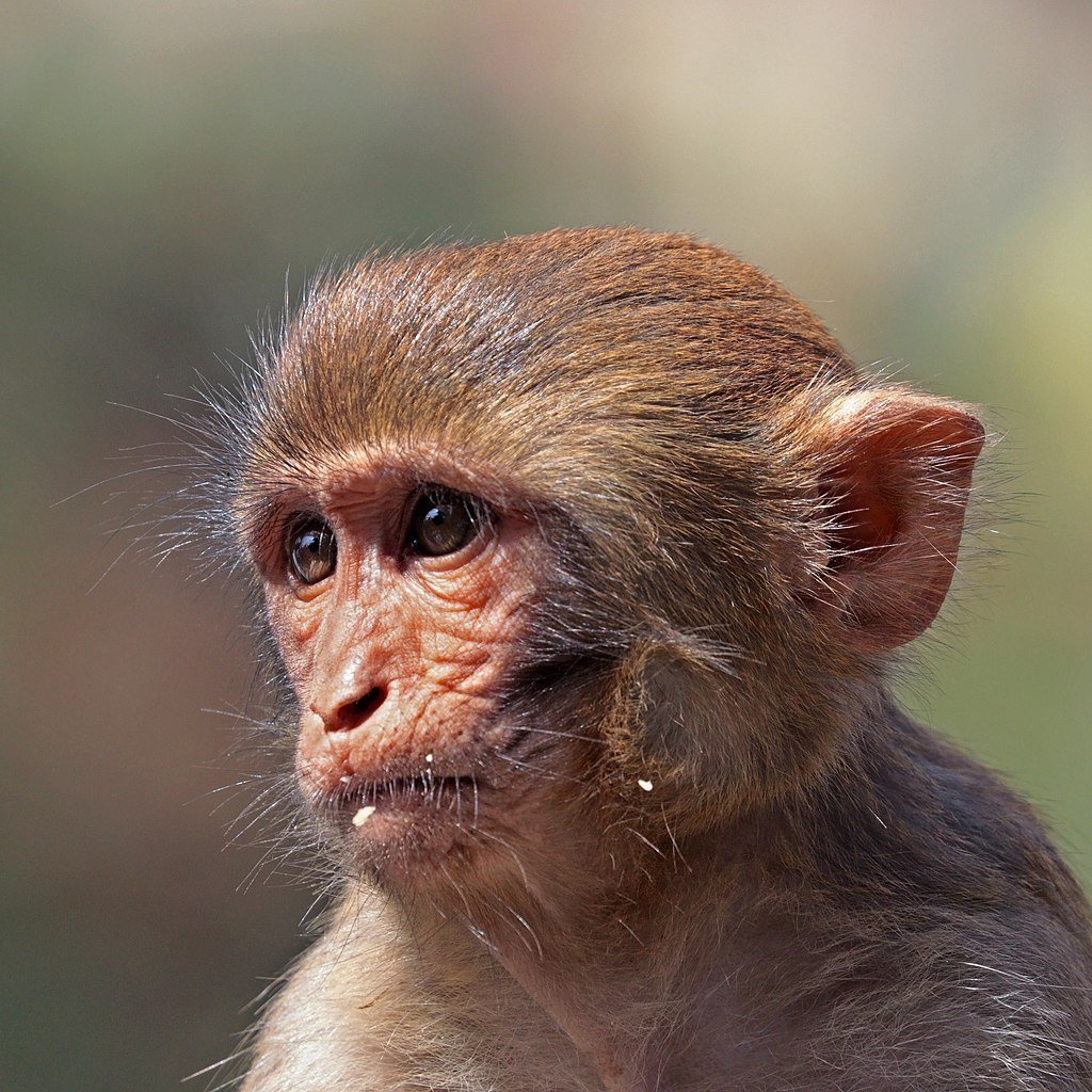 Hormone Supplementation in Rhesus Monkeys Shows Potential for Autism ...