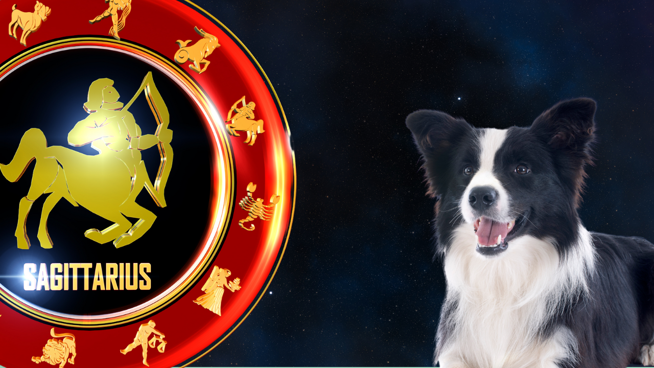 The Most Compatible Dog Breeds for Every Zodiac Sign | Flipboard