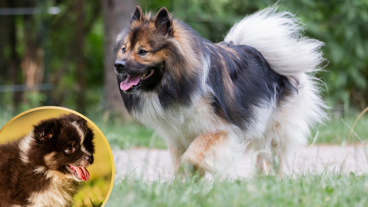 Meet the Elo, the World’s Newest Dog Breed | Flipboard