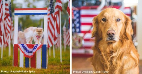 Top 9 Animal Mayors In The United States | Flipboard