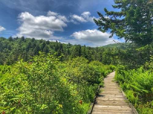 Take A Boardwalk Trail Through The Boreal Bogs Of Cranberry Glades ...