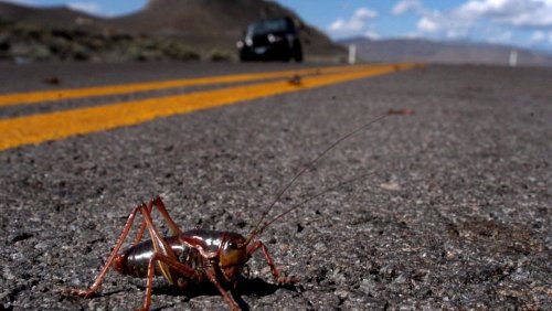WATCH: Nevada confronts invasion of blood-red crickets | Flipboard