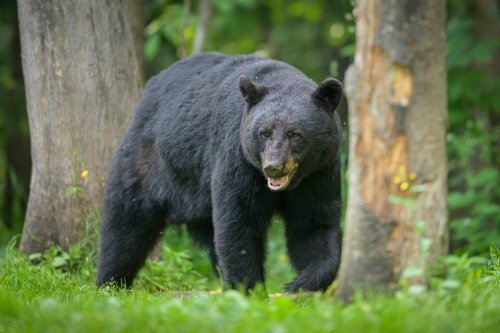 Man Saves 10 Year Old Grandson From Black Bear Attack In Connecticut 