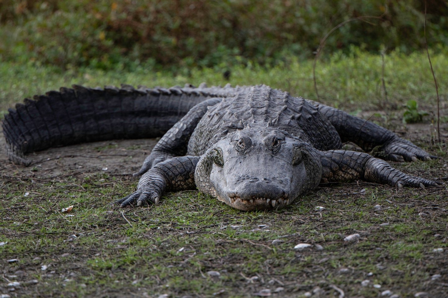 Watch a massive alligator violently body slam another gator | Flipboard