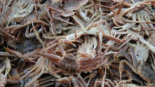 Alaska Cancels Snow Crab Season After Billions of Crabs Go Missing | Flipboard