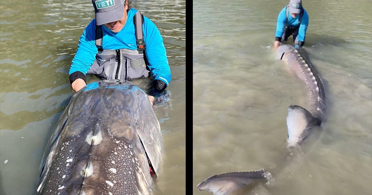 The 600-pound sturgeon rocking the fishing world | Flipboard