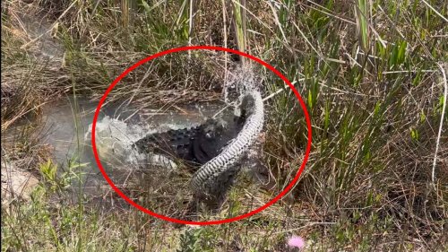 Watch an Alligator Thrash and Eat a Giant Invasive Python in the ...