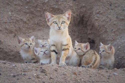 Why rare footage of a sand cat family in Kuwait is going viral | Flipboard