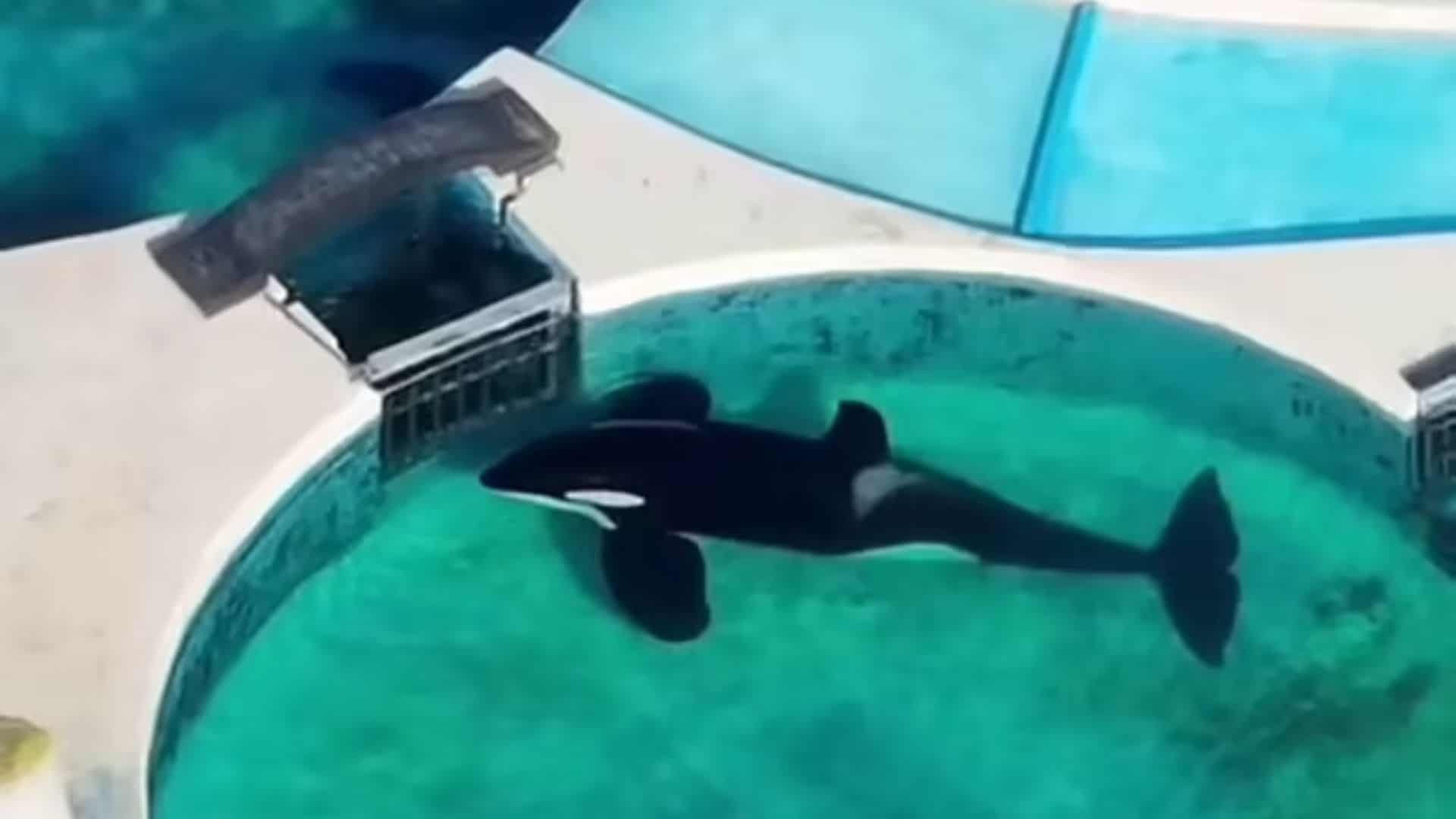 After 53 years in captivity, Lolita the orca dies before release ...