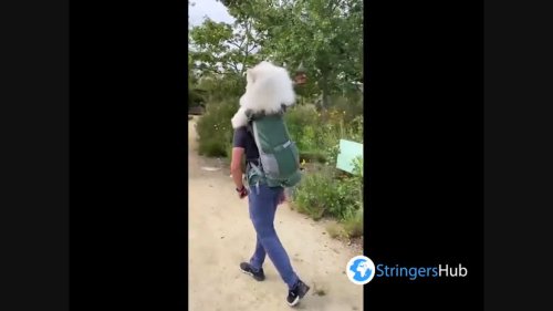 Fluffy samoyed travels in his owner's backpack | Flipboard