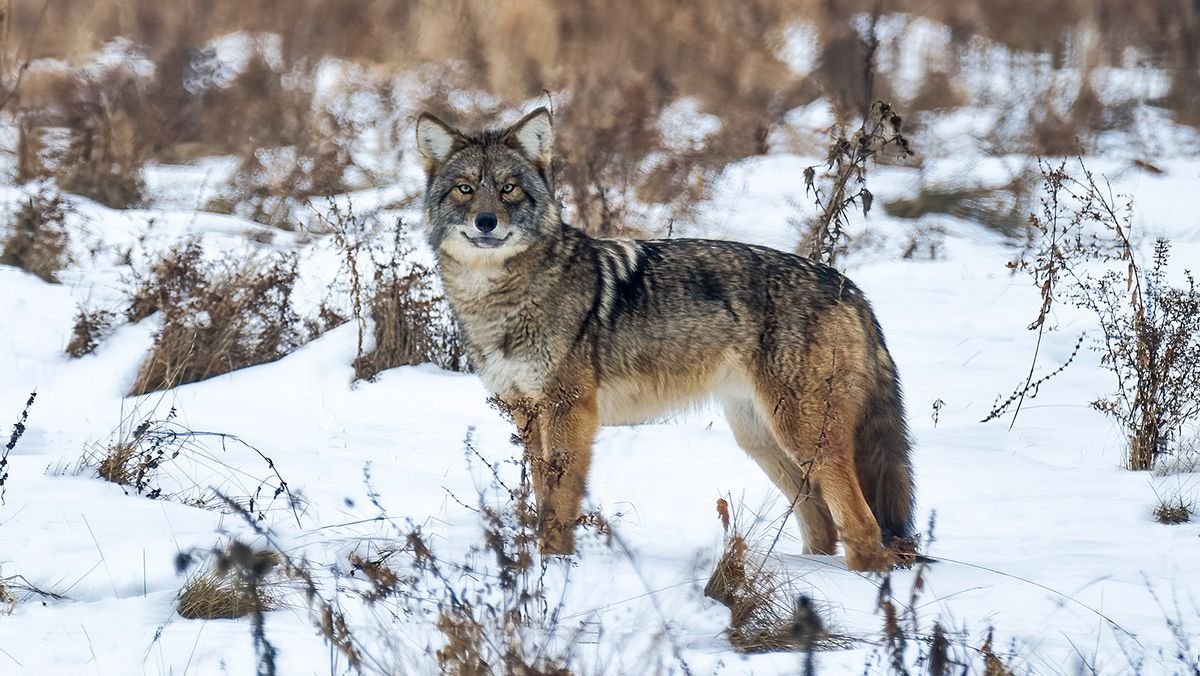 The Coywolf Is Part Dog, Part Wolf, Part Coyote | Flipboard