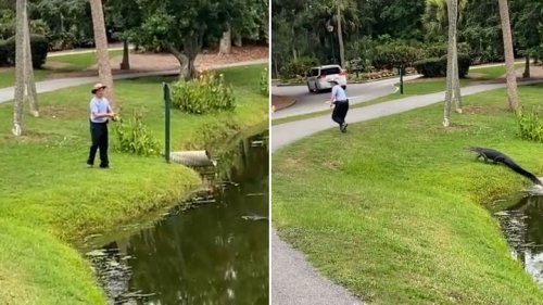 Terrifying moment alligator chases fisherman in South Carolina | Flipboard