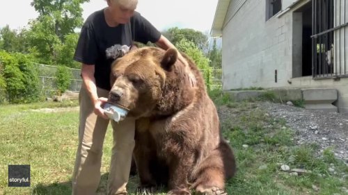 Bears Treated to Bucket of Honey at New York Sanctuary | Flipboard