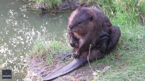 Chubby Beaver Performs Beauty Ritual in Saskatchewan | Flipboard