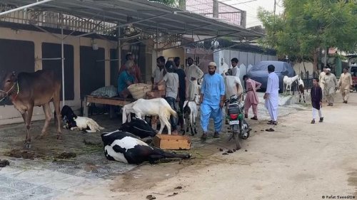 Pakistan: Animal slaughter at Eid leaves a mess behind | Flipboard