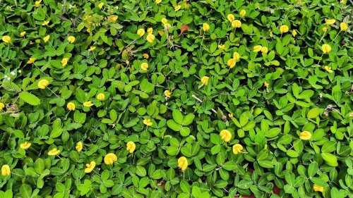 Colorful ground covers to consider for your yard | Flipboard