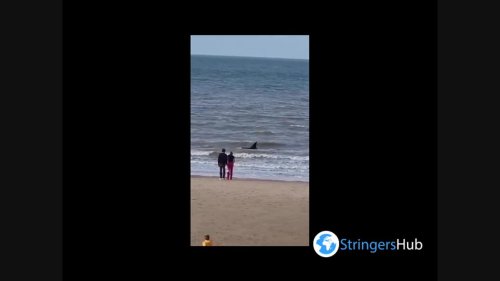 Netherlands: Orca Dies After Being Stranded On Cadzand Beach In Zeeland ...