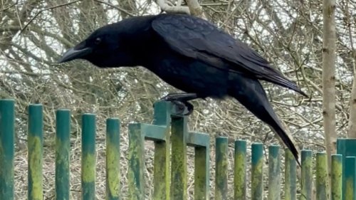 Unspoken understanding: Human and a garden crow chat like lifelong ...