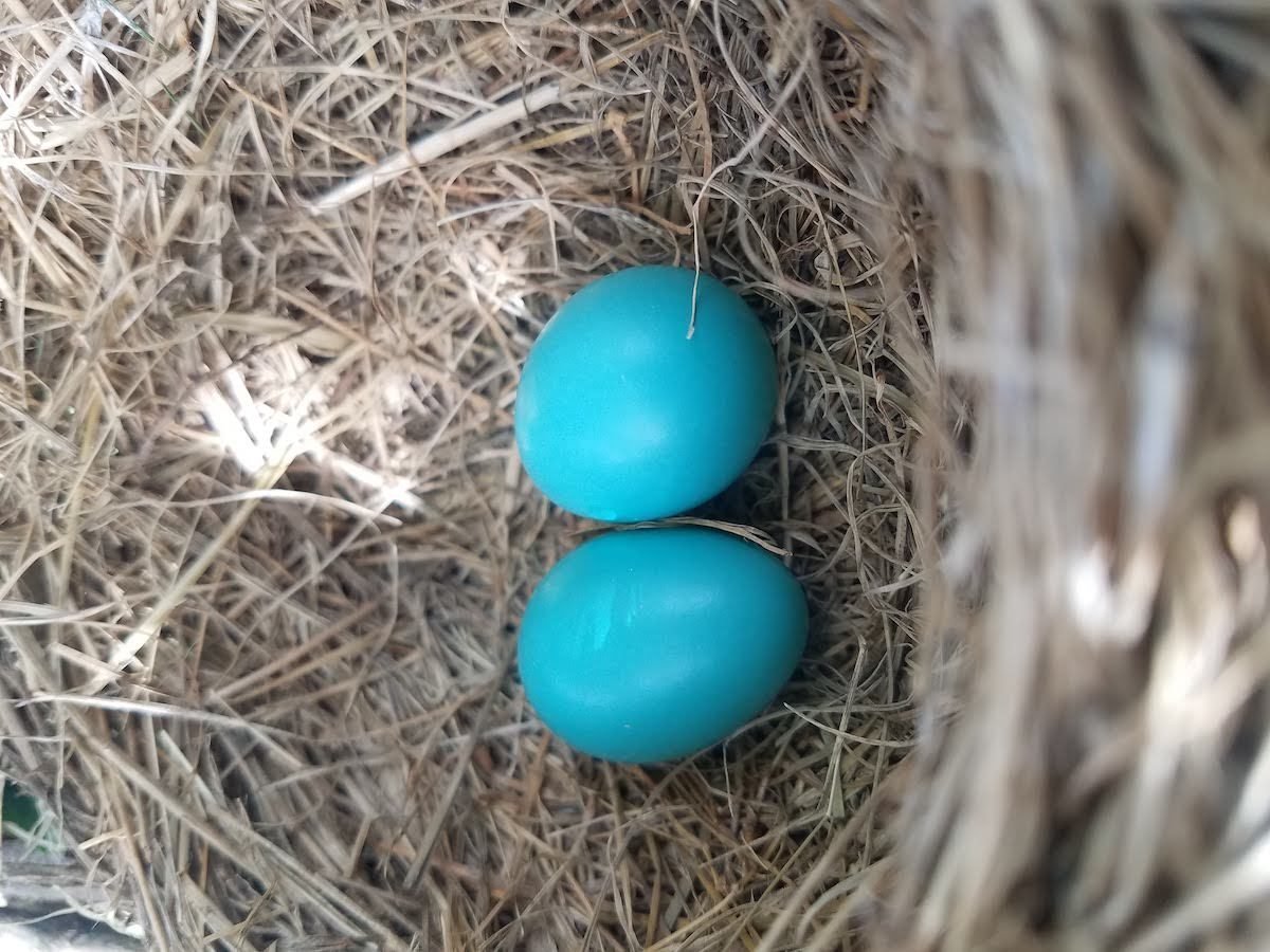 Learn How to Identify Bird Eggs By Color and Size | Flipboard