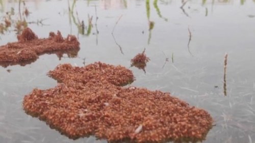 Yeah You’re Seeing What We’re Seeing, A Raft Made Up of Fire Ants ...