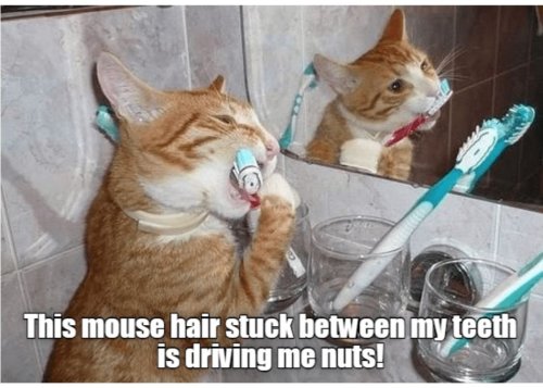 Funniest Clean Cat Memes You'll Love | Flipboard