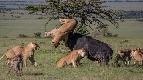 Wildlife photographer captures moment lion flung in air by buffalo ...