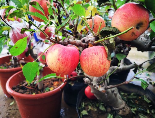 HOW TO GROW APPLE TREES IN CONTAINERS | Flipboard
