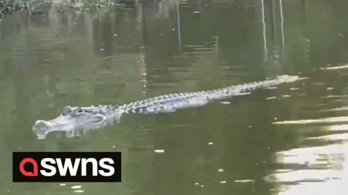 Predatory alligator leaves bite marks in rower's boat as two attacks ...