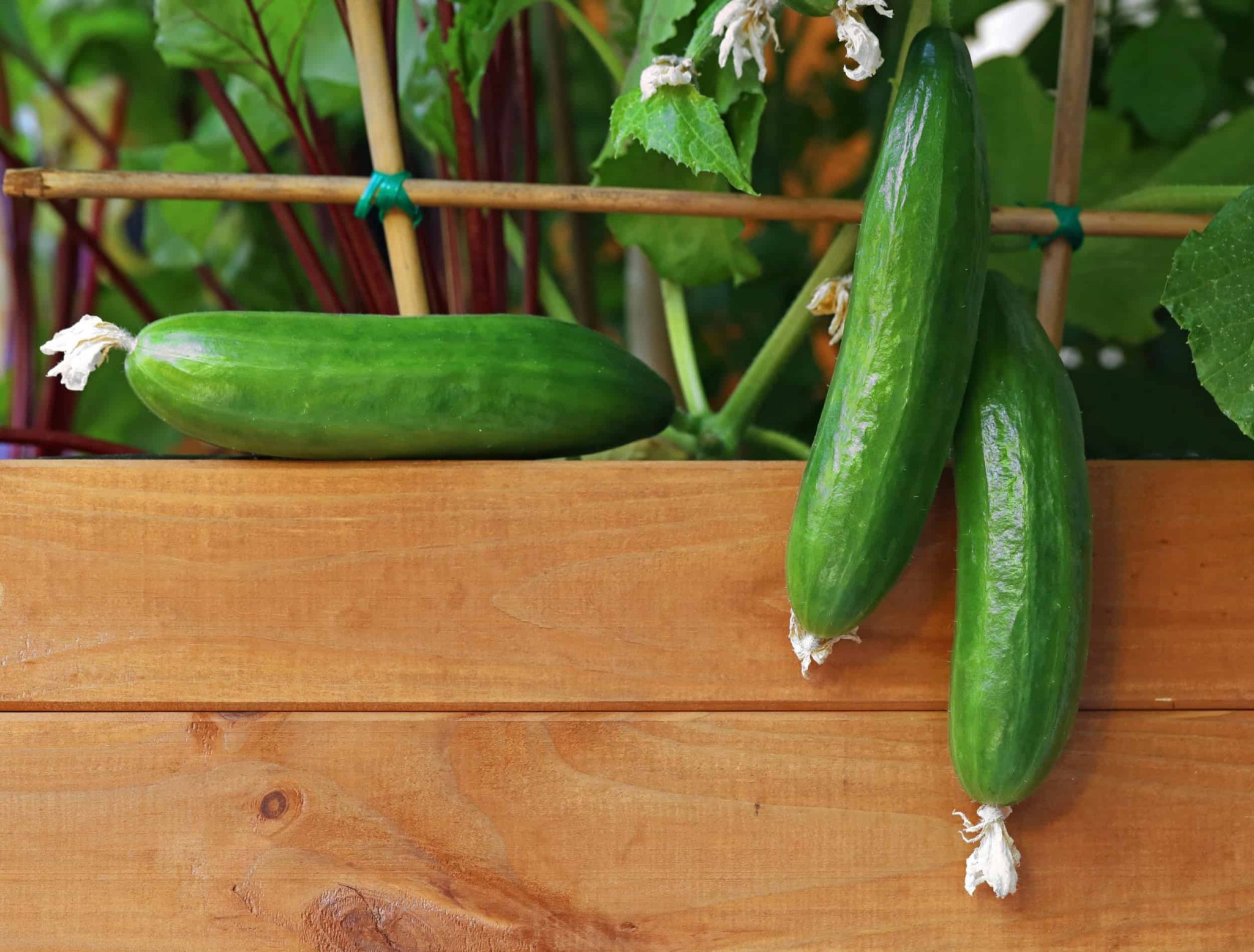 5 TIPS FOR GROWING CUCUMBERS IN RAISED BEDS | Flipboard
