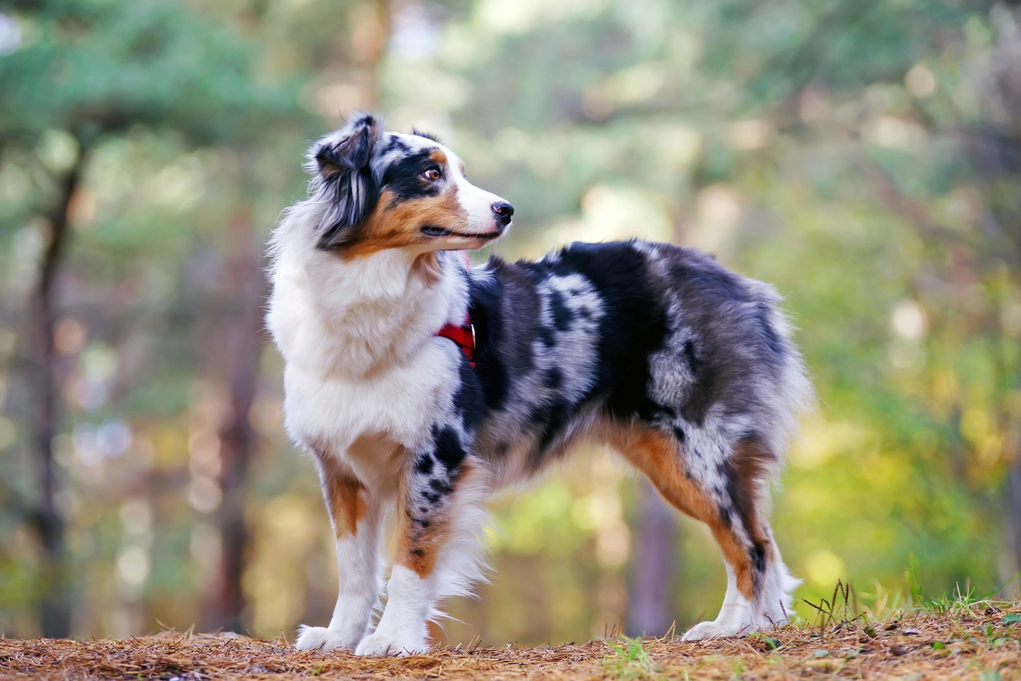 5 Herding Group Dog Breeds That Make Lively Companions | Flipboard