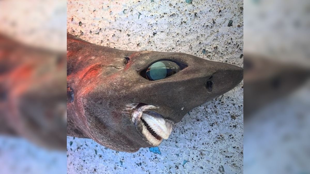 Terrifying Close-ups of Deep Sea Sharks | Flipboard Terrifying Close-ups of Deep Sea Sharks | Flipboard