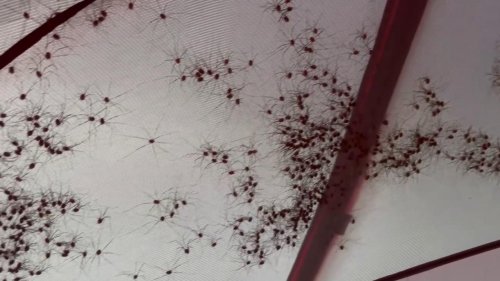 US: Hundreds Of Big Spiders Cluster On Camping Tent Screen In ...